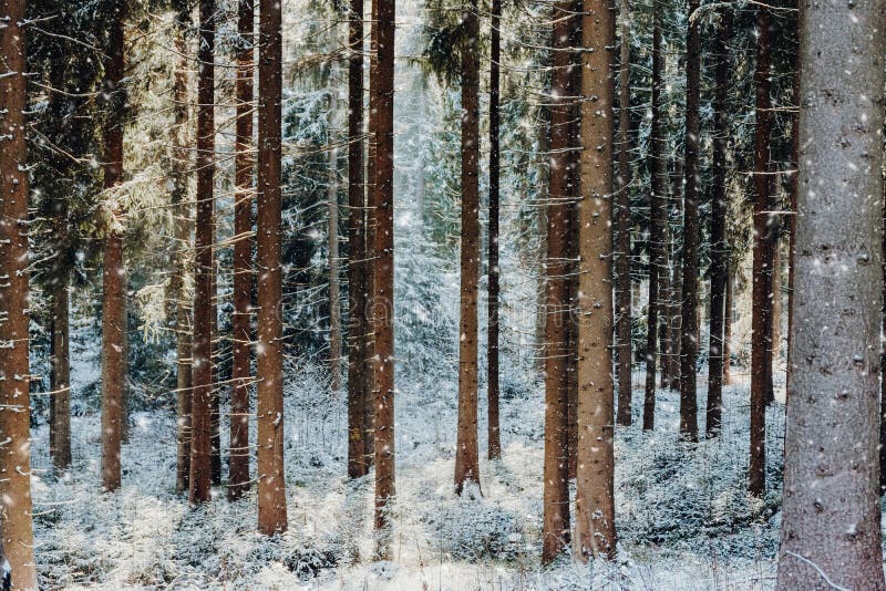 A Needle Forest with Snowfall Stock Image - Image of weather ...