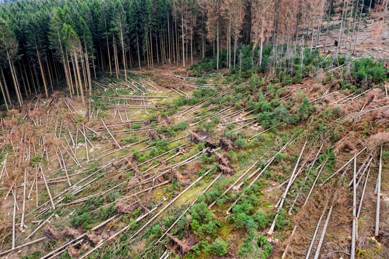 Needle Forest with Storm Damages from Above Stock Photo - Image of ...