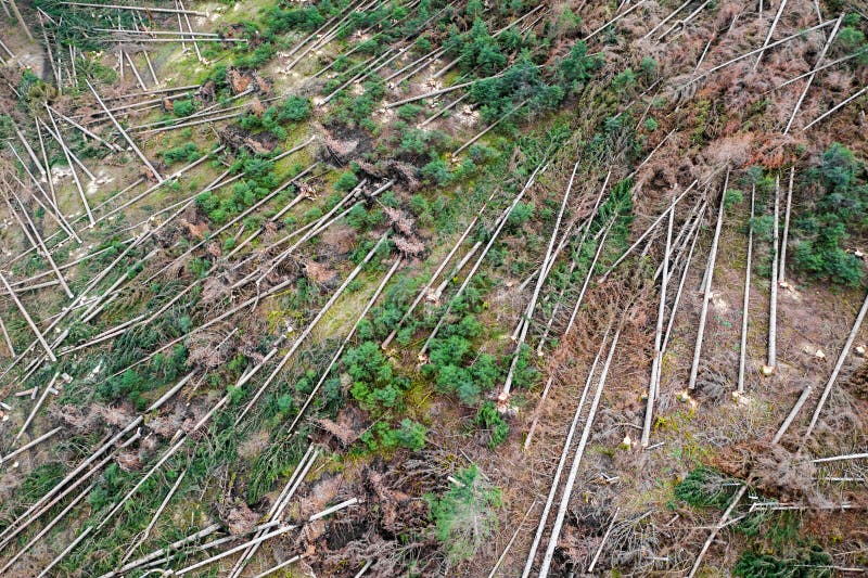 Needle Forest with Storm Damages from Above Stock Image - Image of ...