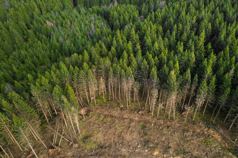 Needle Forest and a Young Deciduous Forest from Above Stock Image ...