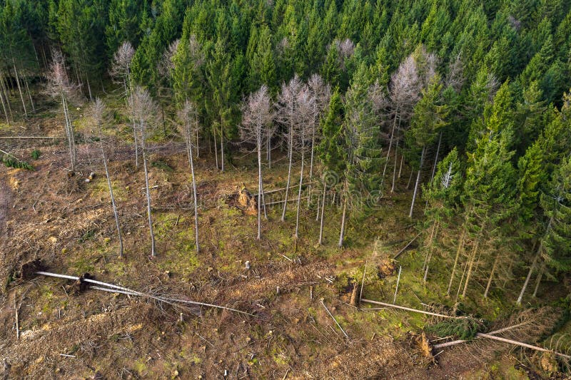 Needle Forest and a Young Deciduous Forest from Above Stock Image ...