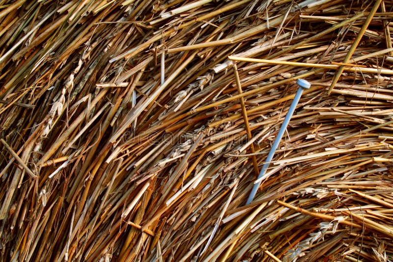 Needle in a haystack 1 stock image. Image of grass, bail - 5996225