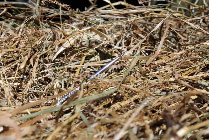 Needle in a Haystack stock photo. Image of lost, discovery - 38894906