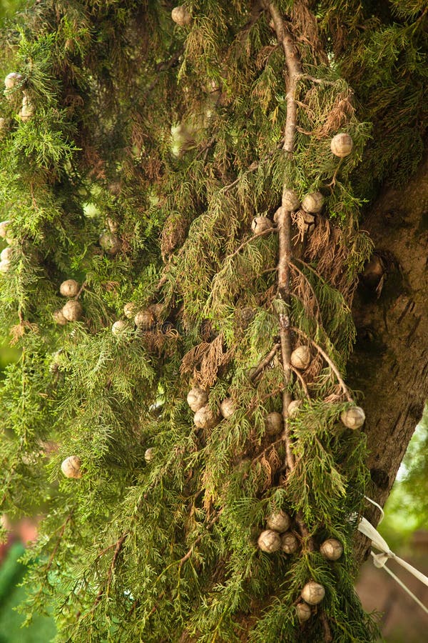 Needle Leaf Cypress Tree in Its Natural Environment, Cypress Tree in ...