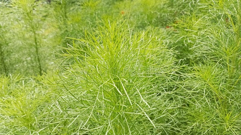 Needle Leaf Ornamental Grass Its Green Color Stock Photos - Free ...