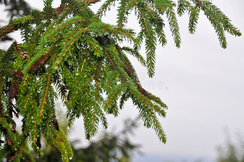 Needle Leaf Pine Tree in Its Natural Environment Stock Photo - Image of ...