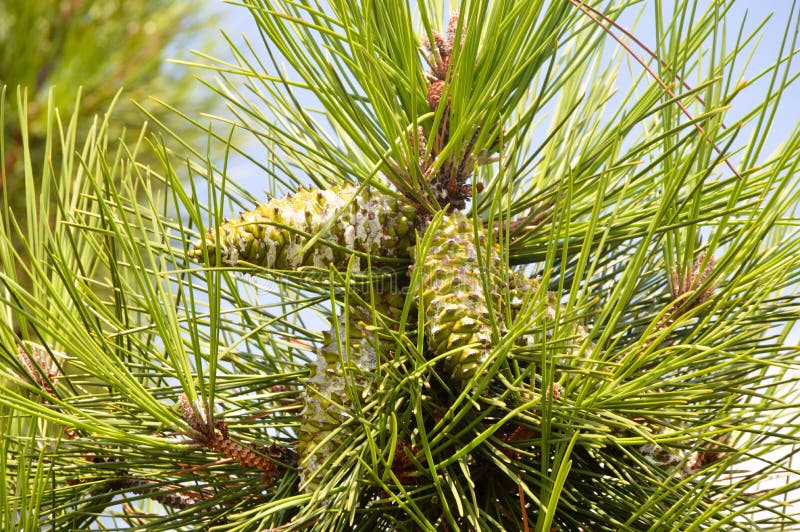 Needle Leaf Pine Tree in Its Natural Environment Stock Image - Image of ...