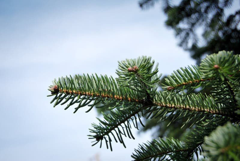 Needle Leaf Pine Tree in Its Natural Environment Stock Image - Image of ...