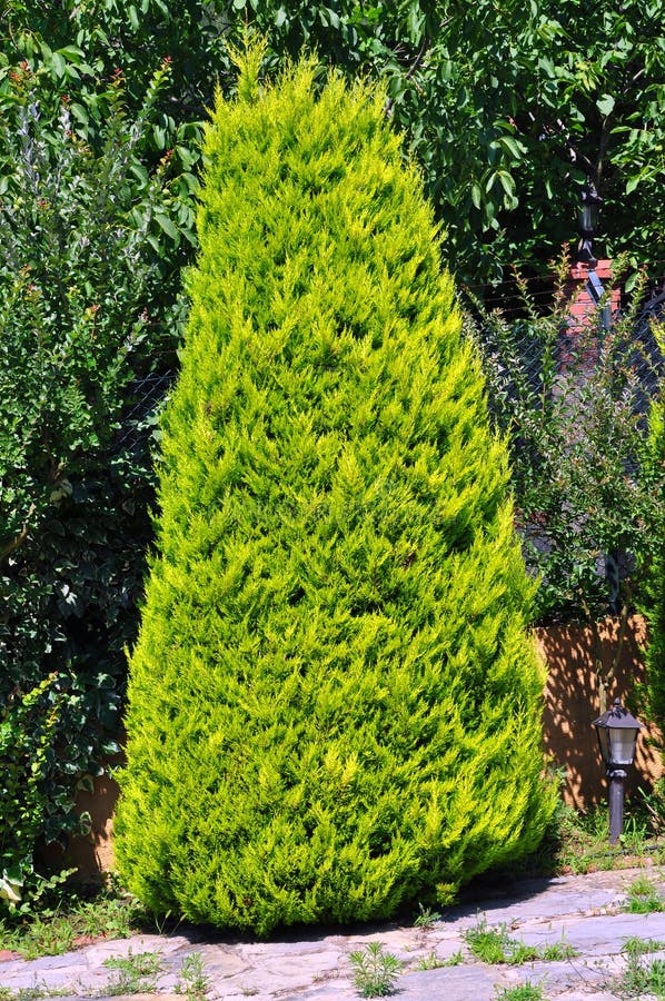 Needle Leaf Pine Tree in Its Natural Environment Stock Image - Image of ...