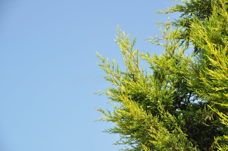 Needle Leaf Pine Tree in Its Natural Environment Stock Image - Image of ...