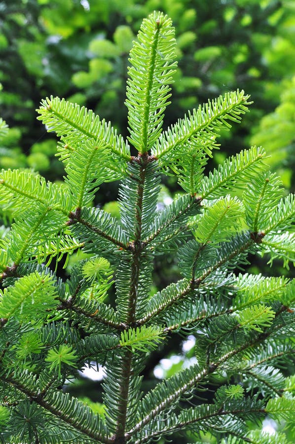 Needle Leaf Pine Tree in Its Natural Environment Stock Image - Image of ...