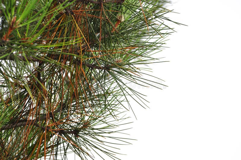 Needle Leaf Pine Tree in Its Natural Environment Stock Photo - Image of ...