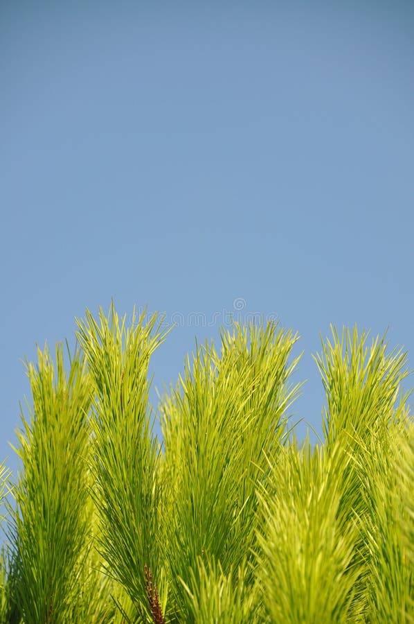 Needle Leaf Pine Tree in Its Natural Environment, Pine Tree in Nature ...