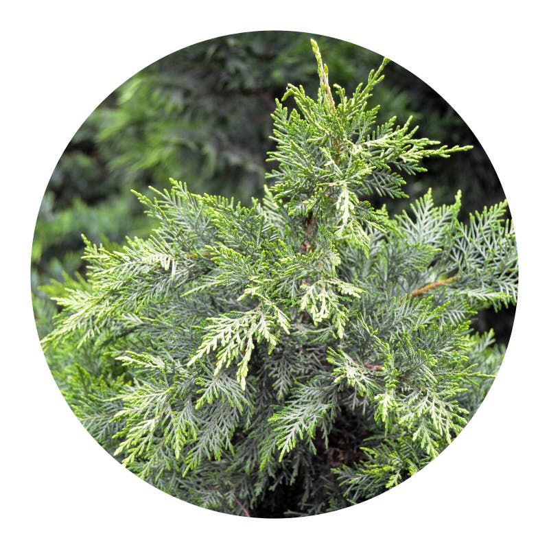 Needle Leaf Pine Tree in Its Natural Environment, Pine Tree in Nature ...