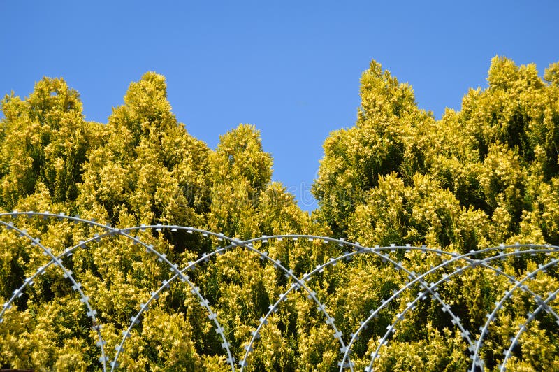 Needle Leaf Pine Tree in Its Natural Environment, Pine Tree in Nature ...