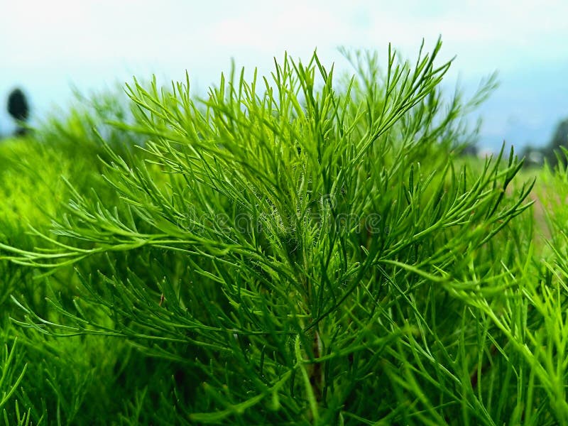 Needle leaved pine plant stock photo. Image of natural - 279952174