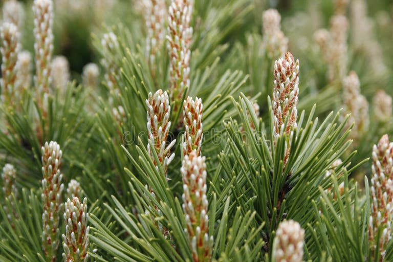 Needle-like Leaves stock photo. Image of foliage, ornamental - 22938292