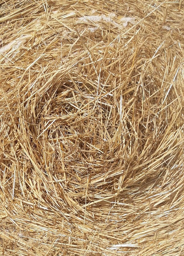 Needle?? stock photo. Image of needle, haystack, straw - 163597548
