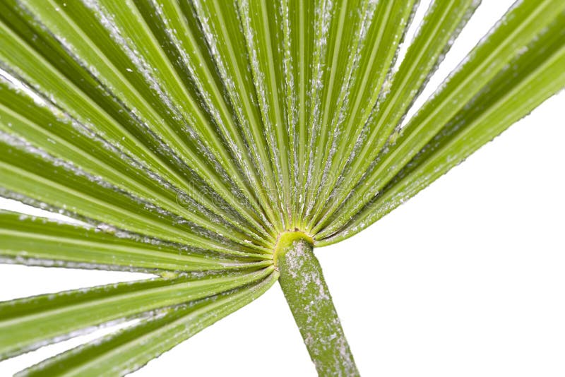 Needle Palm Macro stock image. Image of green, palm, needle - 35620883