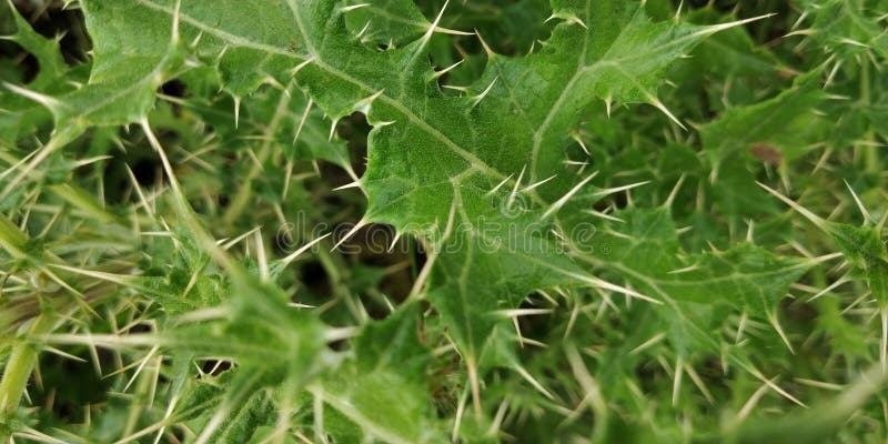 Needle plant stock photo. Image of green, naturally - 126229530