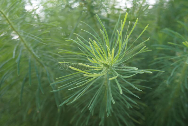 Needle tree stock photo. Image of green, detail, pinetree - 47390320