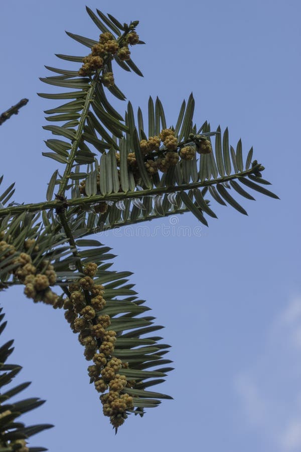 Needle tree fruits stock photo. Image of plant, green - 52705516