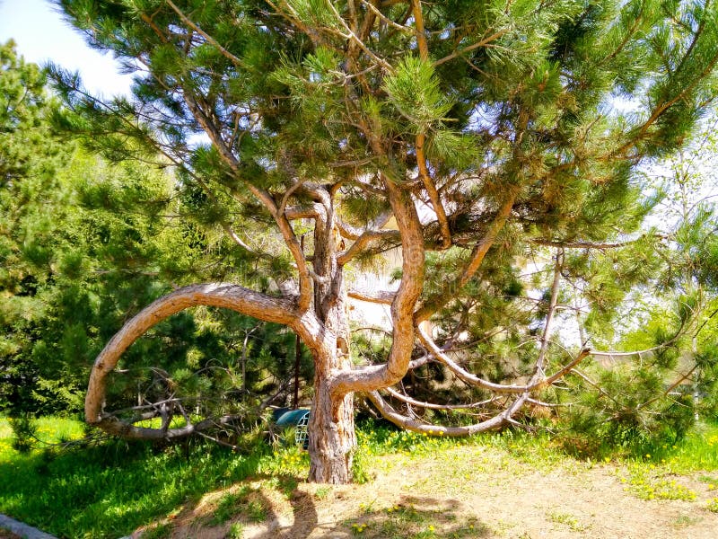 Needle tree stock photo. Image of coniferous, conservation - 7442384