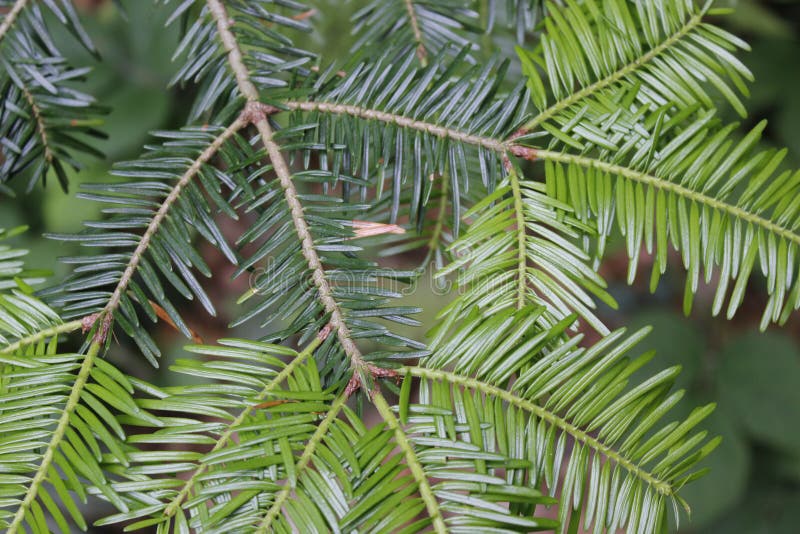 Needle tree stock image. Image of tree, needles, spring - 40899217