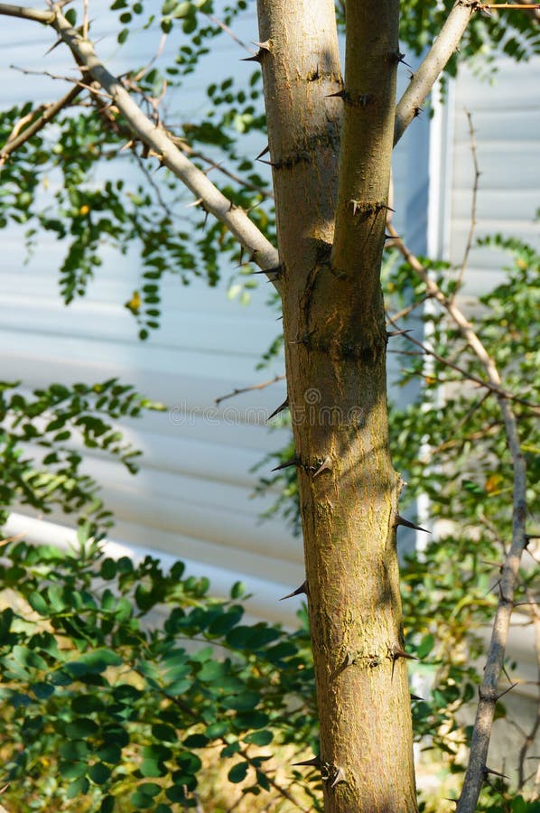 Needle tree stock image. Image of sunny, outdoor, natural - 59231879