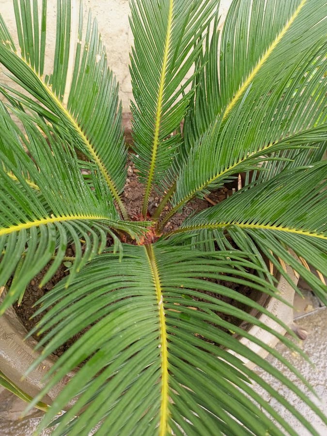 Needle plant stock image. Image of leaf, tree, pots - 253843871