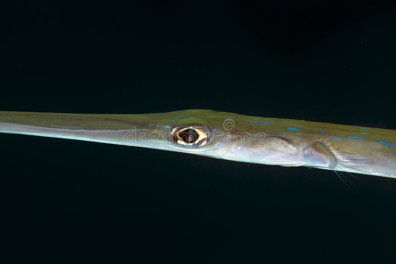 145 Tropical Needlefish Stock Photos - Free & Royalty-Free Stock Photos ...