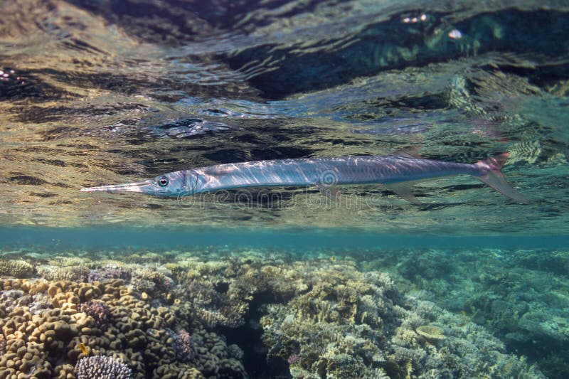 Needlefish and coral stock image. Image of rocky, shallow - 12283161