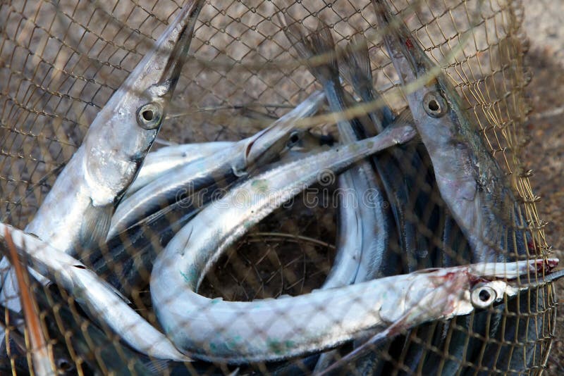 Needlefish stock photo. Image of fisherman, food, saltwater - 76256162