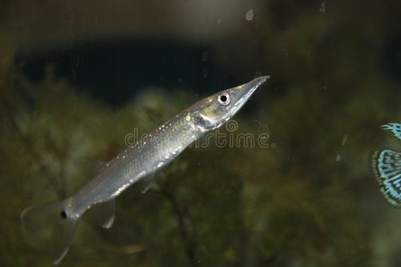 Needlefish with Long, Sharp Beak Stock Photo - Image of life, animal ...