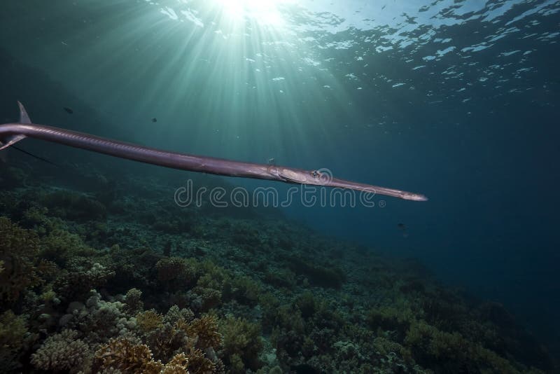 Coral reefs and fishes stock photo. Image of deep, fins - 26116766