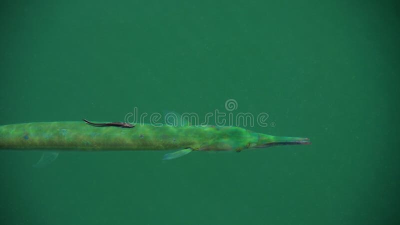 Needlefish Under the Sea Surface Stock Footage - Video of modern ...