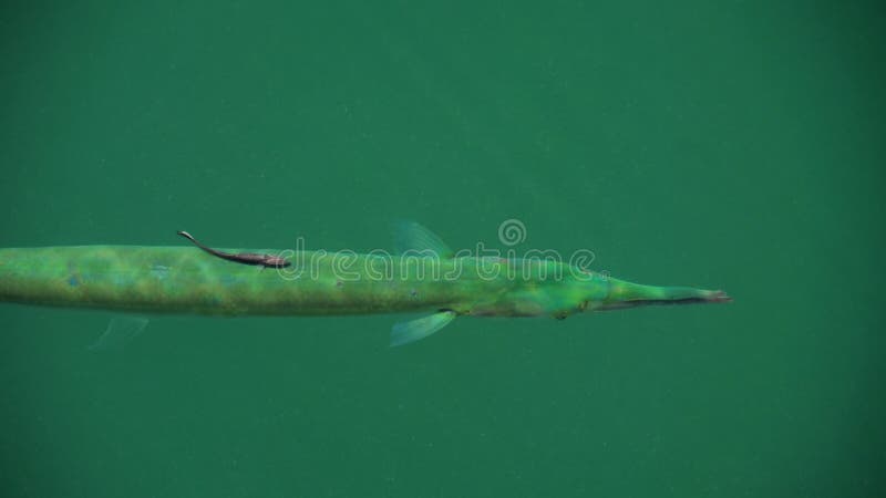 Needlefish Under the Sea Surface Stock Footage - Video of modern ...