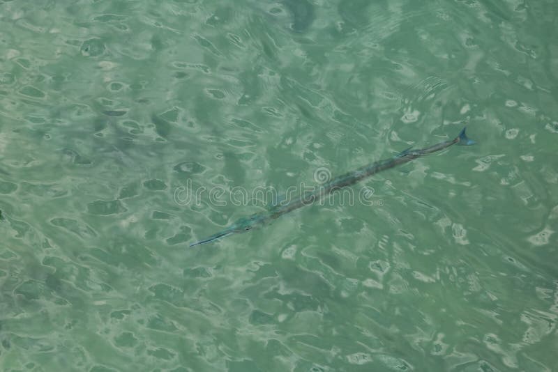 Pacific Needlefish stock image. Image of fish, healthy - 32687779