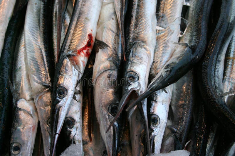 Needlefishes (Belonidae) stock photo. Image of fish, cooking - 11561380