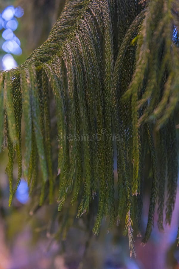 Needleleaf Photos - Free & Royalty-Free Stock Photos from Dreamstime