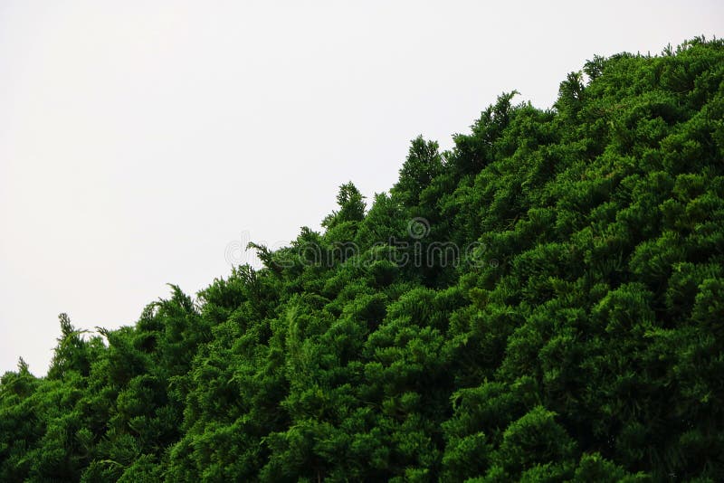 The Needlelike Texture of the Pine Tree Stock Photo - Image of spruce ...