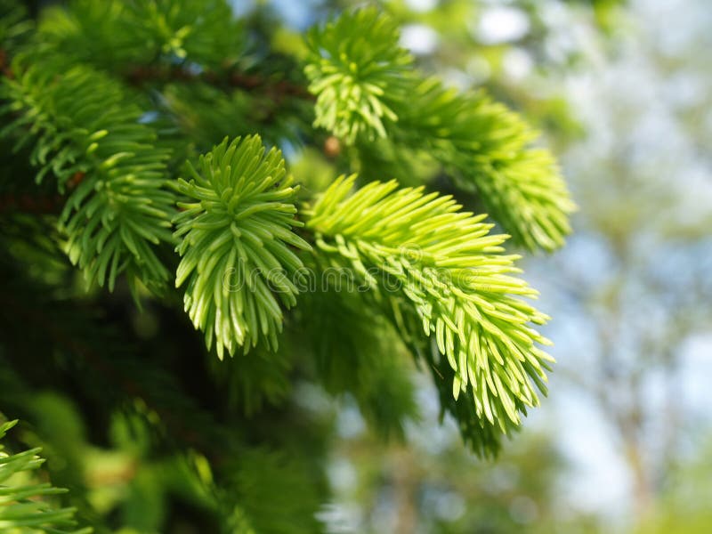 Needles stock photo. Image of outdoor, pine, forest, botanical - 9723306