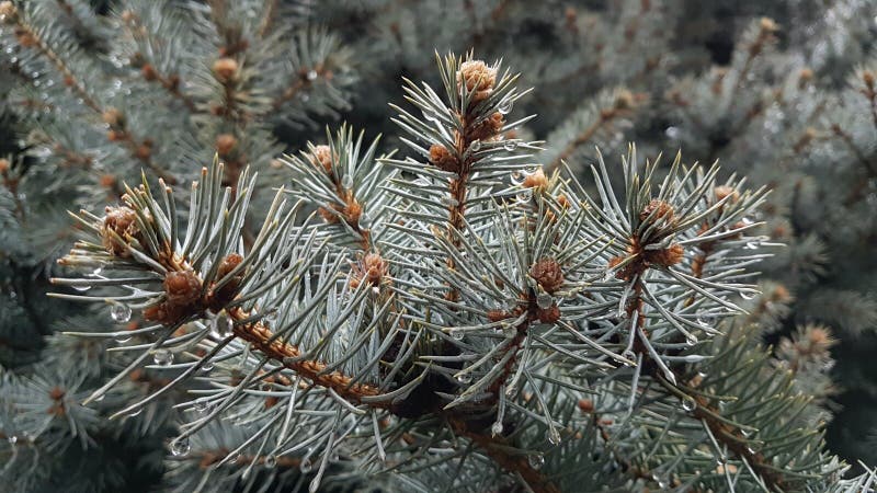 Needles of blue spruce. stock photo. Image of closeup - 111536512