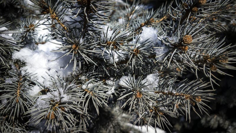 Dew on the Needles of Spruce. Stock Photo - Image of plant, needles ...