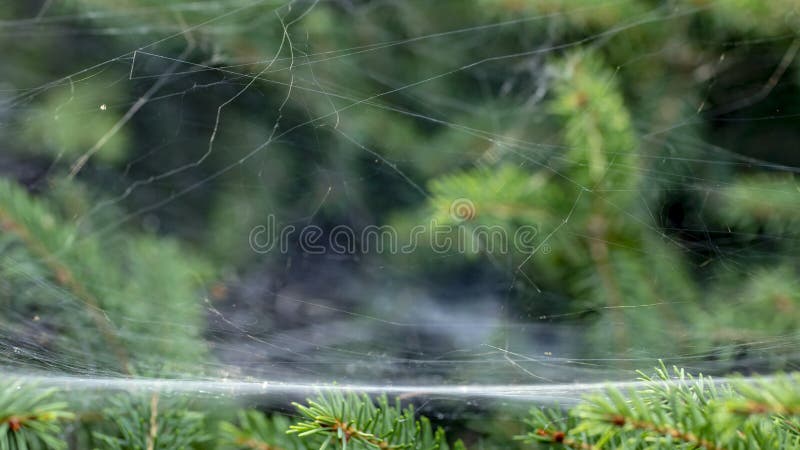 Needles of Blue Spruce in the Spider Web of a Spider, on a Summer Day ...