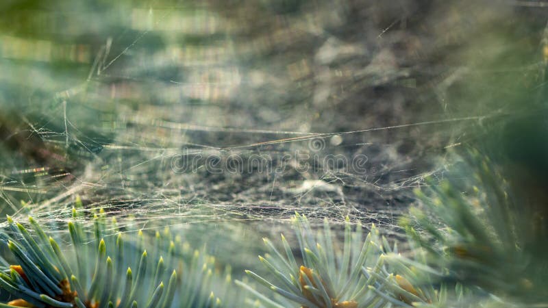 Needles of Blue Spruce in the Spider Web of a Spider, on a Summer Day ...
