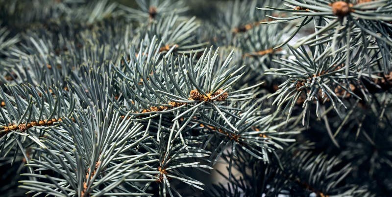Needles of blue spruce. stock photo. Image of closeup - 111483454