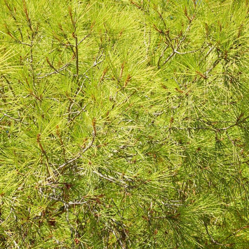 Needles of a conifer stock photo. Image of background - 184596250