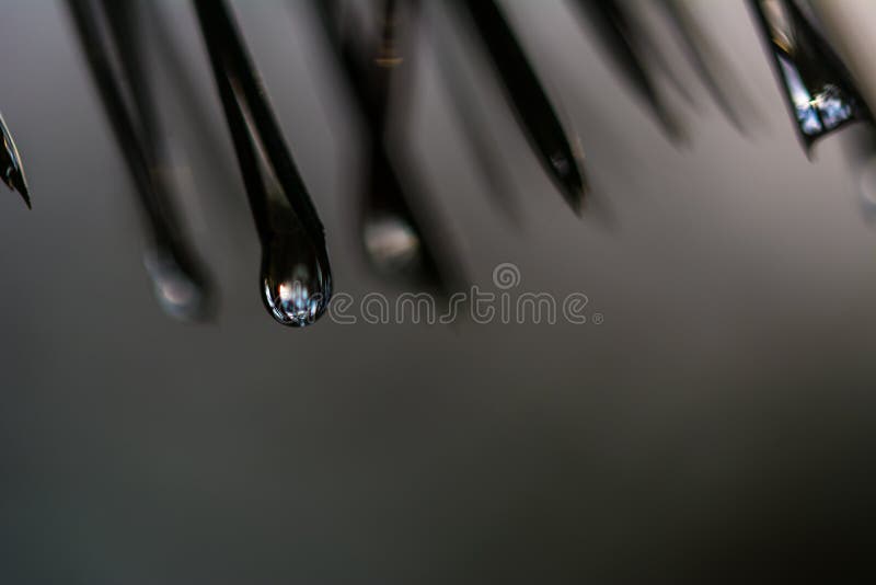 Needles with dew drops stock image. Image of clean, gray - 83495177