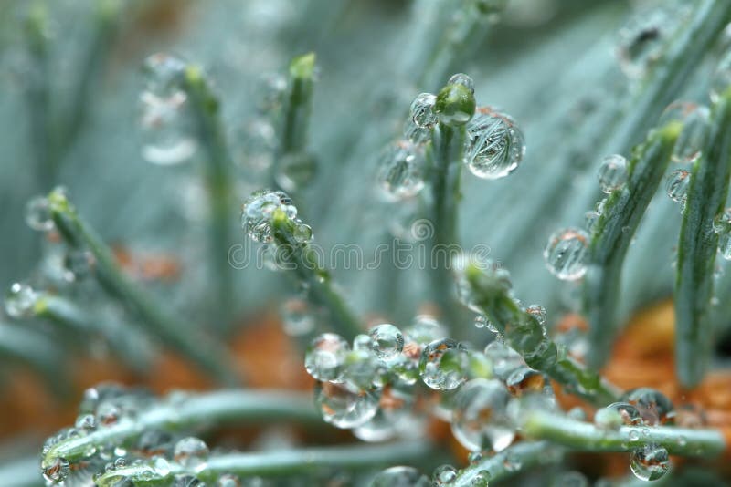 Needles with drops stock photo. Image of drop, rainy - 33984970